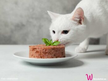 Rezepte für Katzenfutter | Hausgemachtes Futter für Katzen