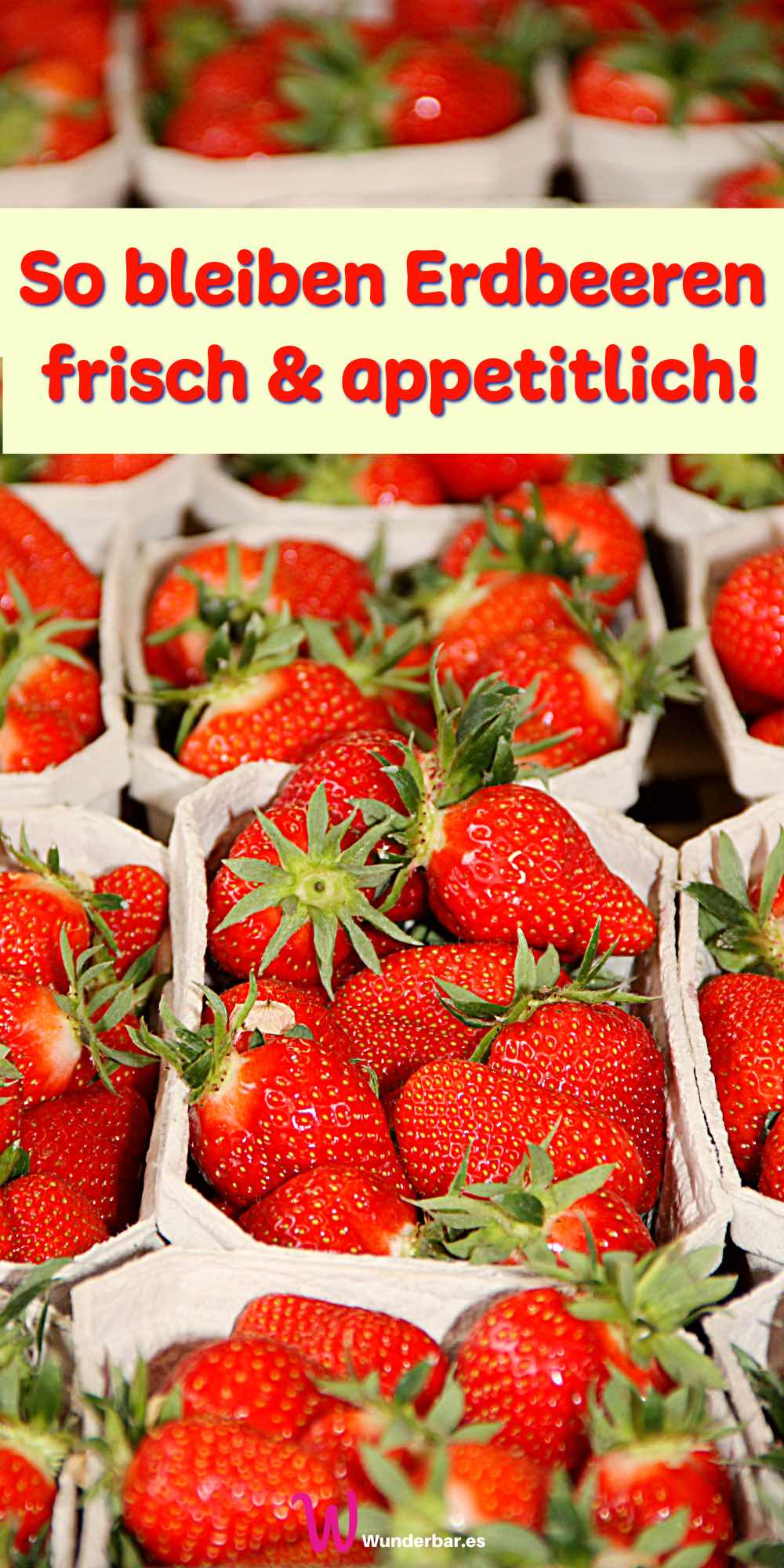 Wunderbar Erdbeeren Gewaschen Aufbewahren Ebenbild