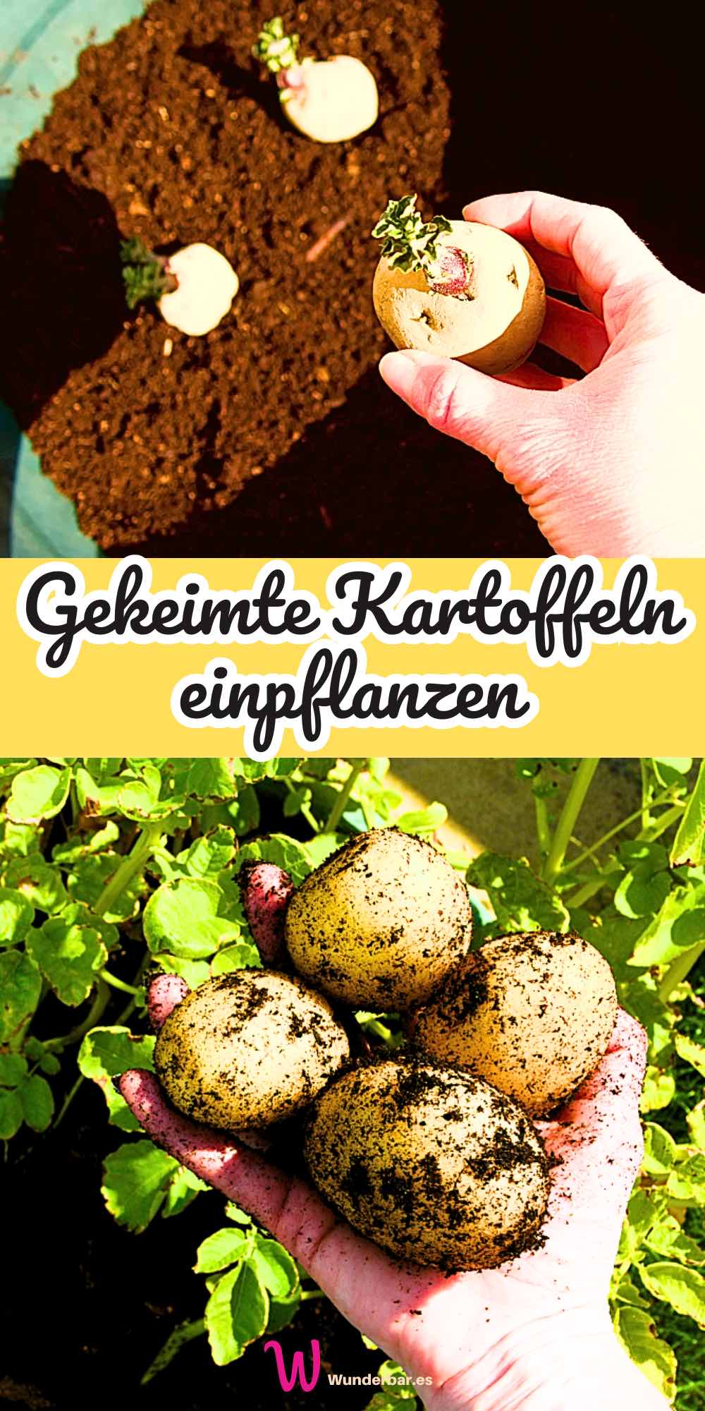 Gekeimte Kartoffeln Einpflanzen