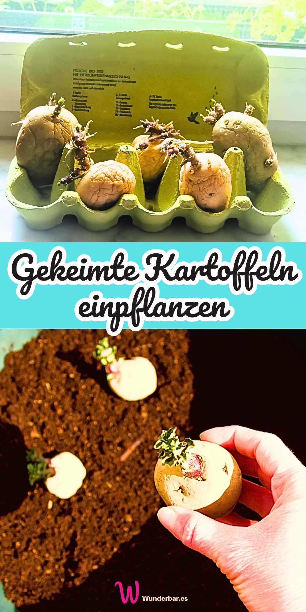 Gekeimte Kartoffeln Einpflanzen